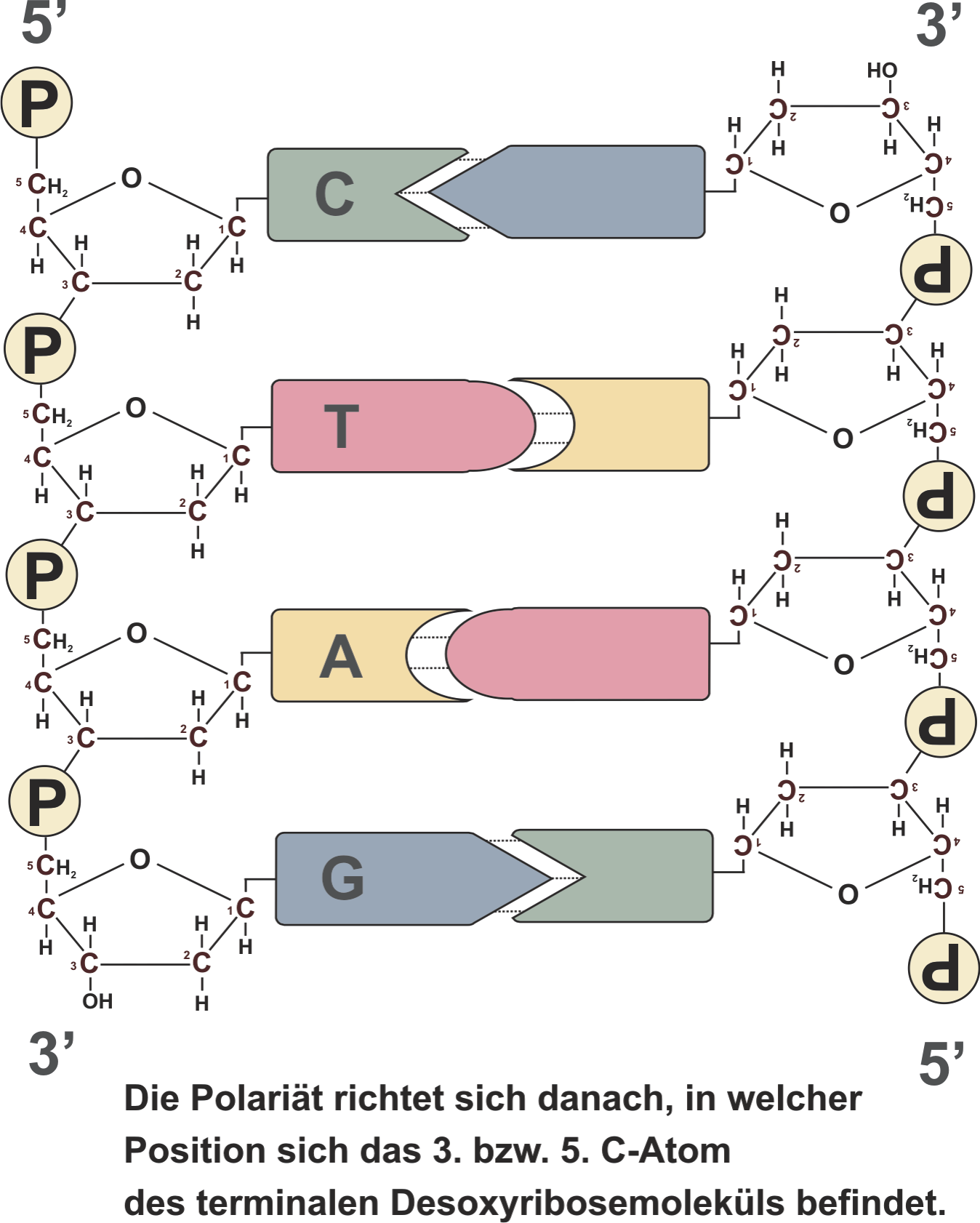 Aufbau von DNA